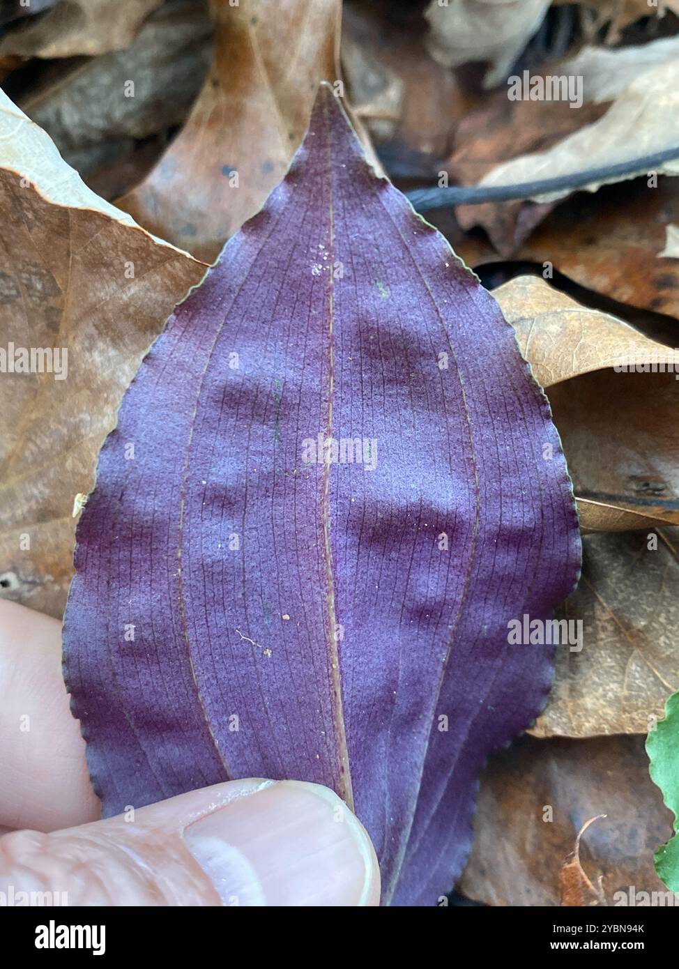 crane-fly orchid (Tipularia discolor) Plantae Stock Photo - Alamy
