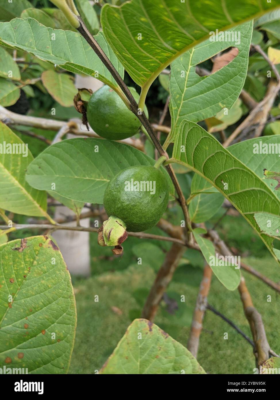 Common guava (Psidium guajava) Plantae Stock Photo - Alamy