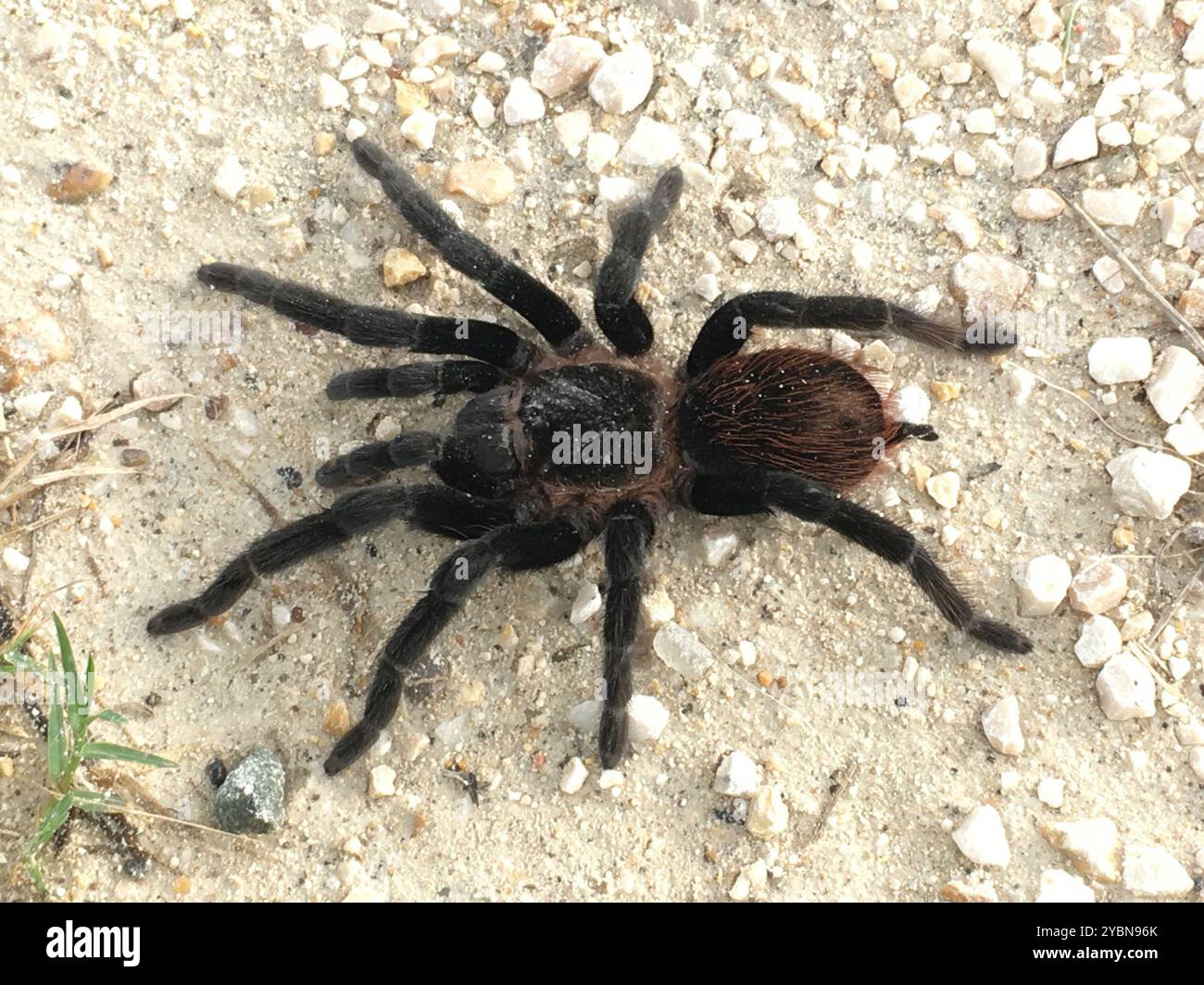 Mexican Red-rump Tarantula (Tliltocatl vagans) Arachnida Stock Photo ...