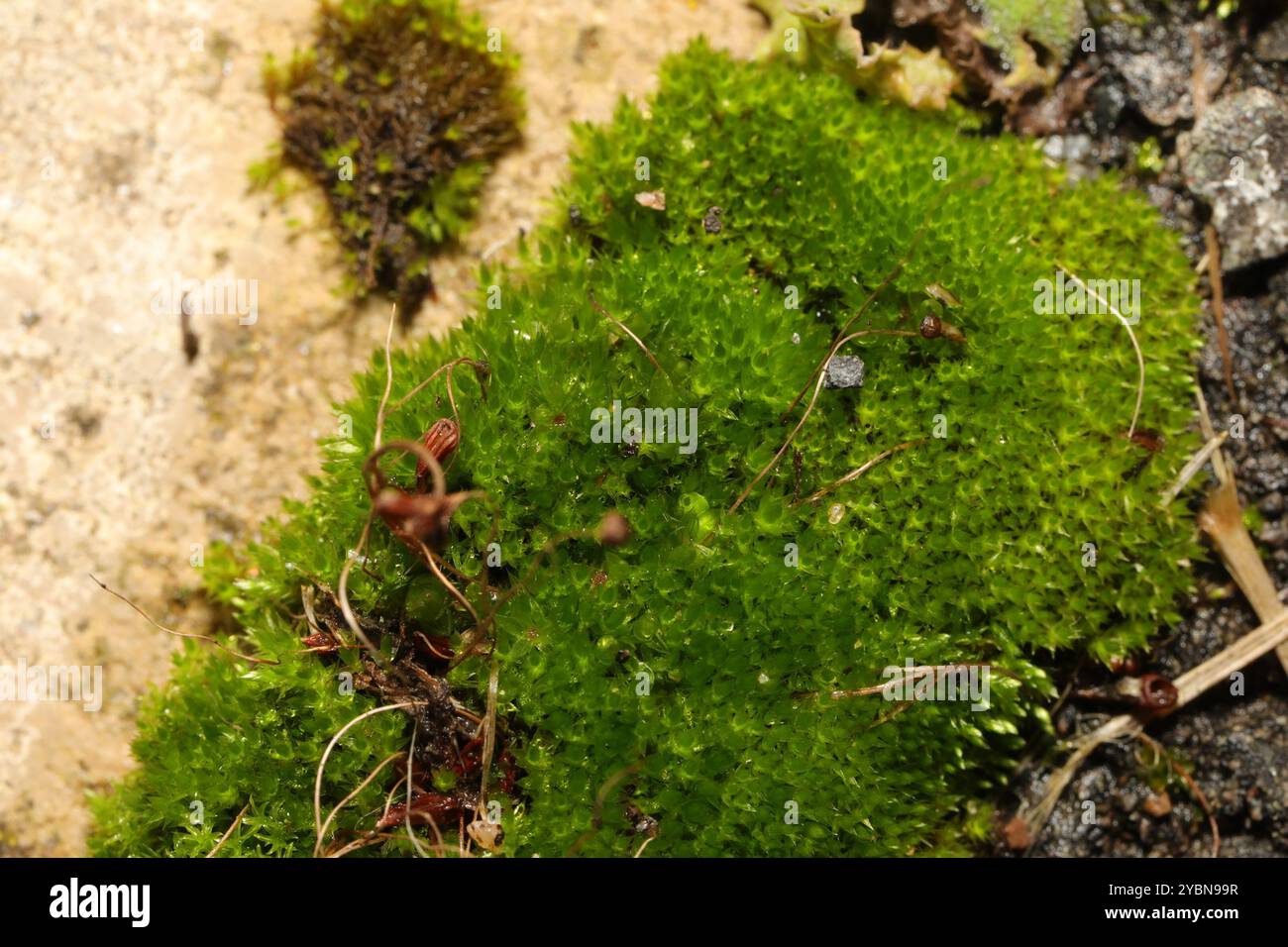 Capillary Thread-moss (Ptychostomum capillare) Plantae Stock Photo - Alamy