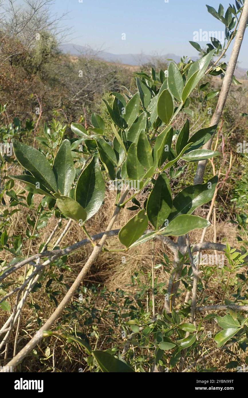 Wing-Leaved Wooden-Pea (Schrebera alata) Plantae Stock Photo - Alamy