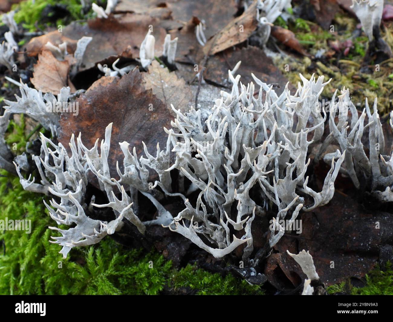 Candlesnuff Fungus (Xylaria hypoxylon) Fungi Stock Photo - Alamy
