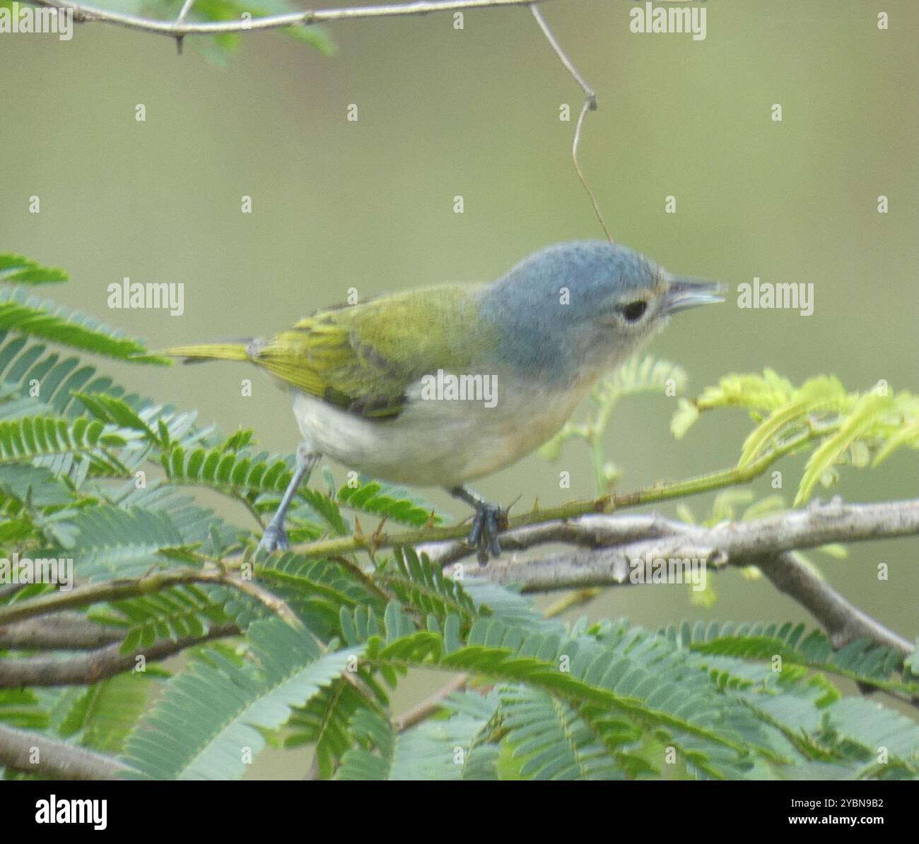 Chestnut-vented Conebill (Conirostrum speciosum) Aves Stock Photo - Alamy
