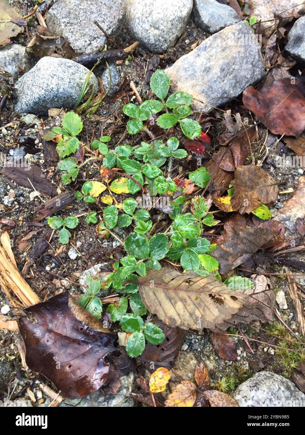 beach strawberry (Fragaria chiloensis) Plantae Stock Photo - Alamy