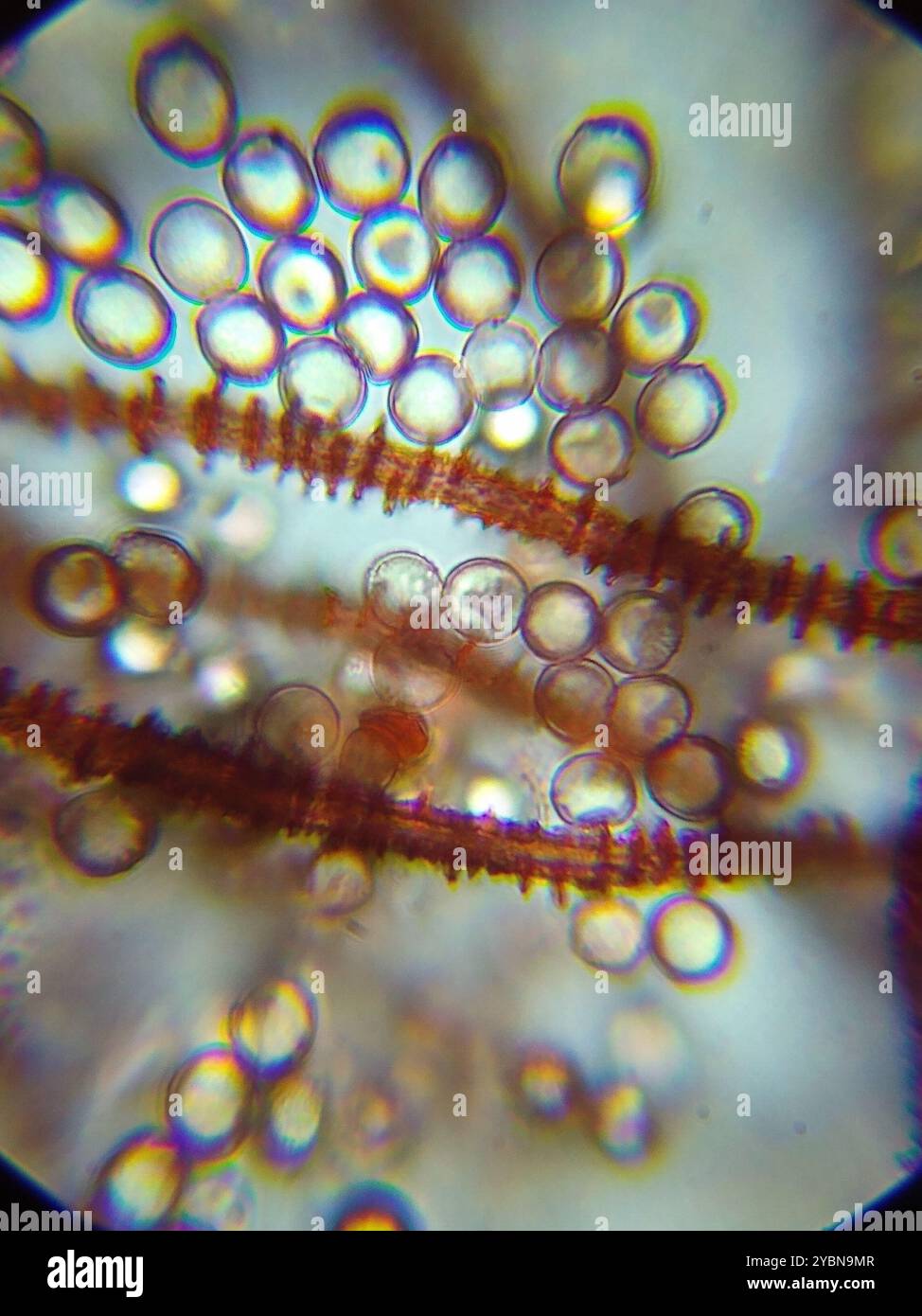(Arcyria affinis) Protozoa Stock Photo - Alamy