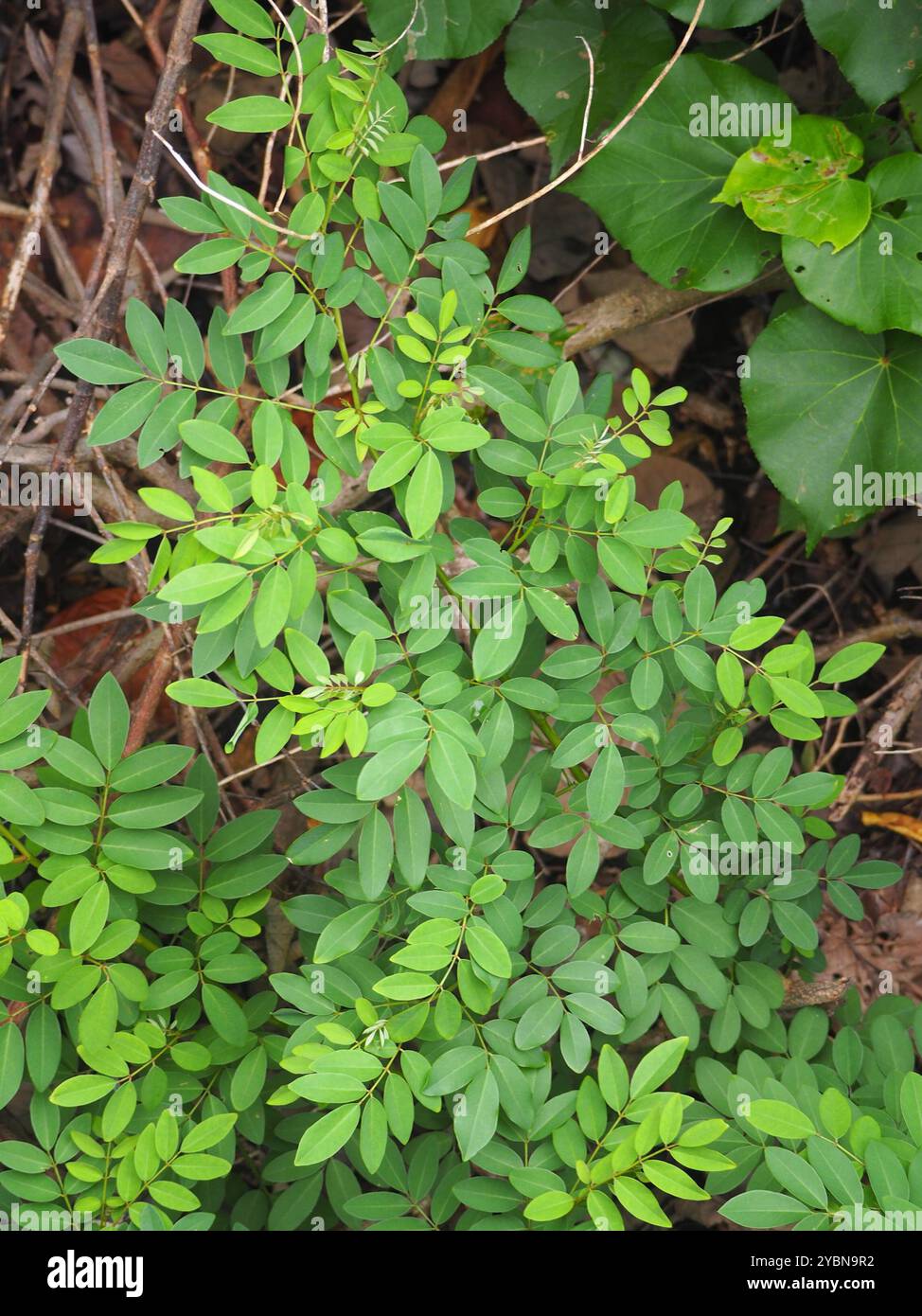 Common Derris (Derris trifoliata) Plantae Stock Photo - Alamy