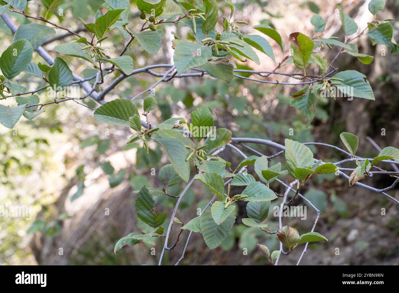 white alder (Alnus rhombifolia) Plantae Stock Photo - Alamy