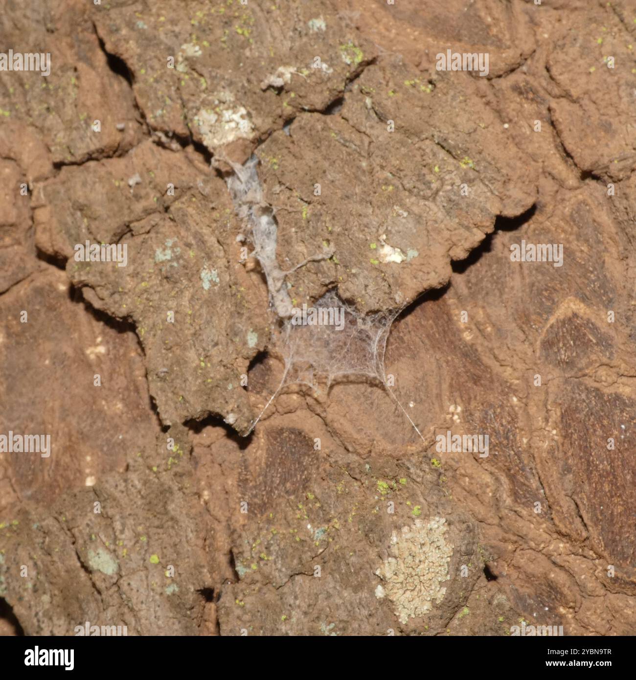 Tree Velvet Spiders (Gandanameno) Arachnida Stock Photo - Alamy