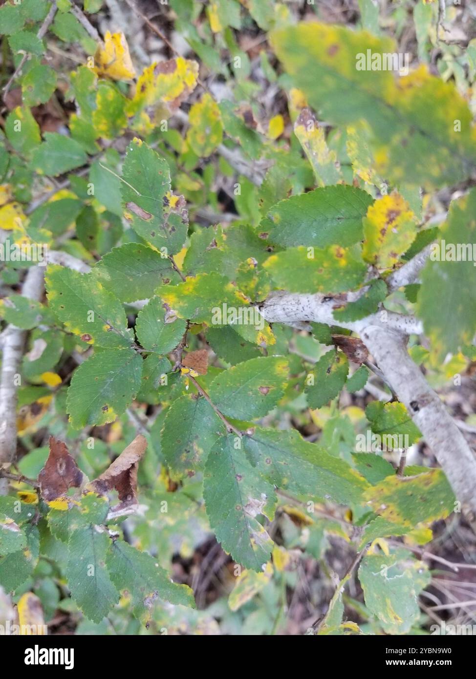 Cedar Elm (Ulmus crassifolia) Plantae Stock Photo - Alamy