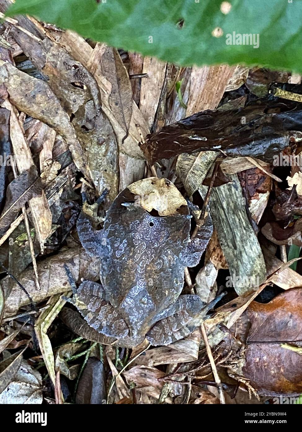 Bahia Smooth-horned Frog (Proceratophrys boiei) Amphibia Stock Photo ...
