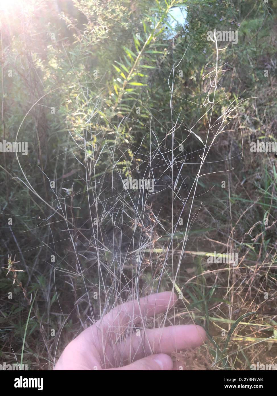 Oldfield Three-awn (Aristida oligantha) Plantae Stock Photo - Alamy