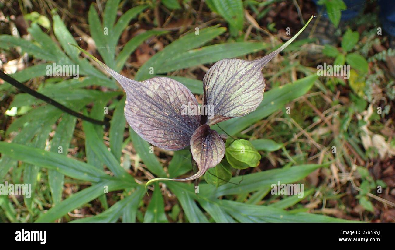 Polynesian Arrowroot (Tacca leontopetaloides) Plantae Stock Photo - Alamy