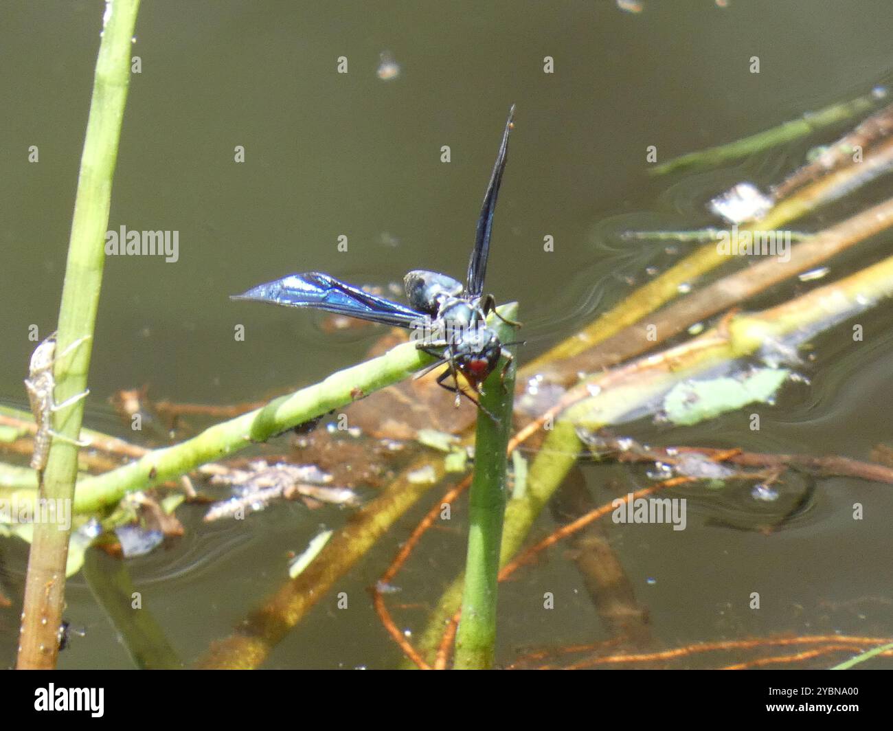 Synoeca hi-res stock photography and images - Alamy