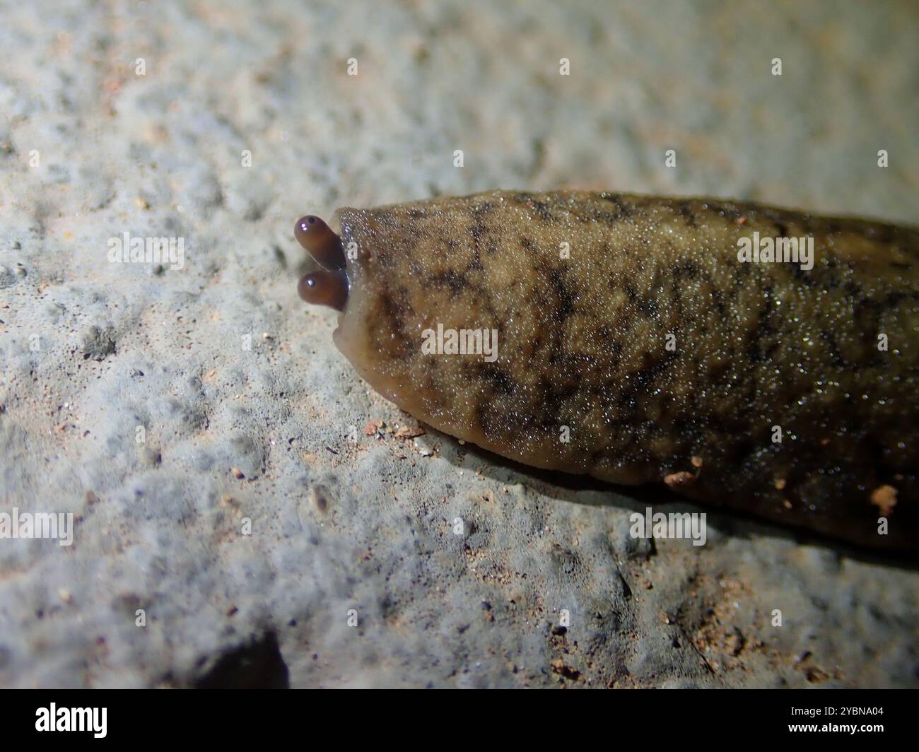 Leatherleaf Slugs (Veronicellidae) Mollusca Stock Photo - Alamy