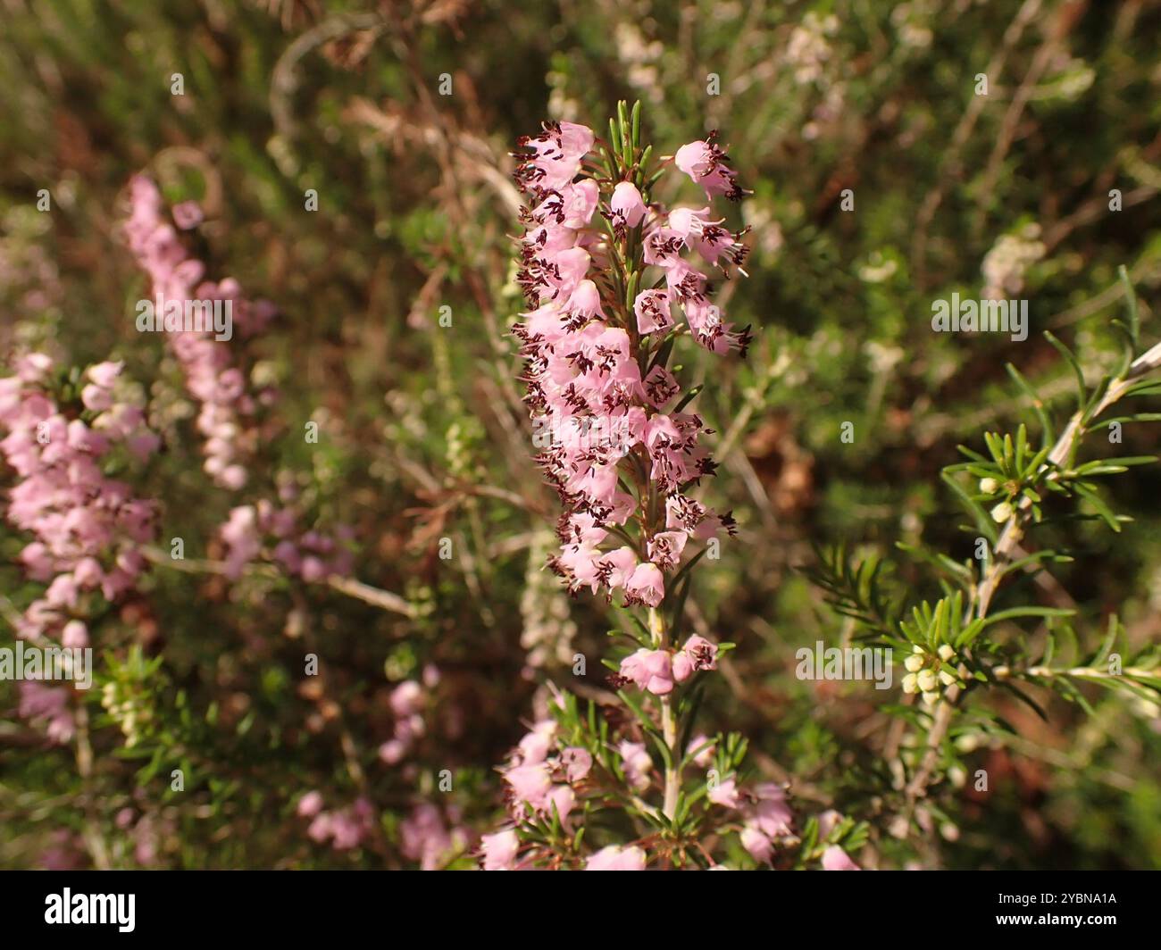 Autumn Heather (Erica manipuliflora) Plantae Stock Photo - Alamy