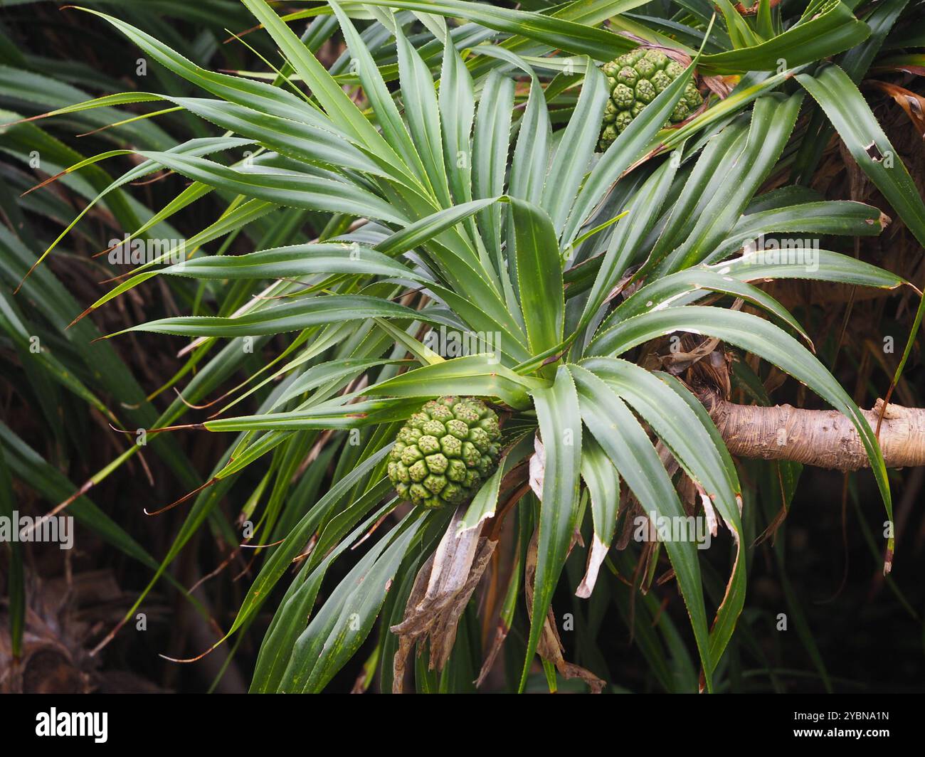 Screw-pine (Pandanus odorifer) Plantae Stock Photo - Alamy