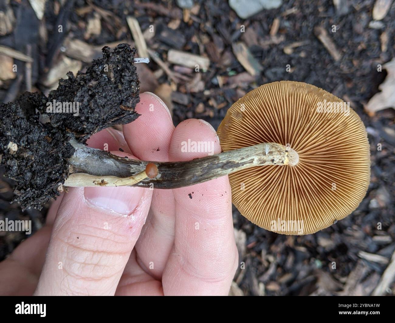Moss Bells (Galerina) Fungi Stock Photo - Alamy