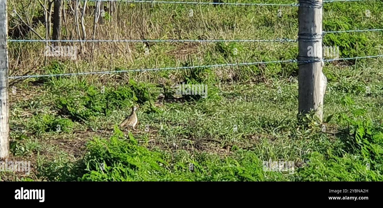 Squatter Pigeon (Geophaps scripta) Aves Stock Photo - Alamy
