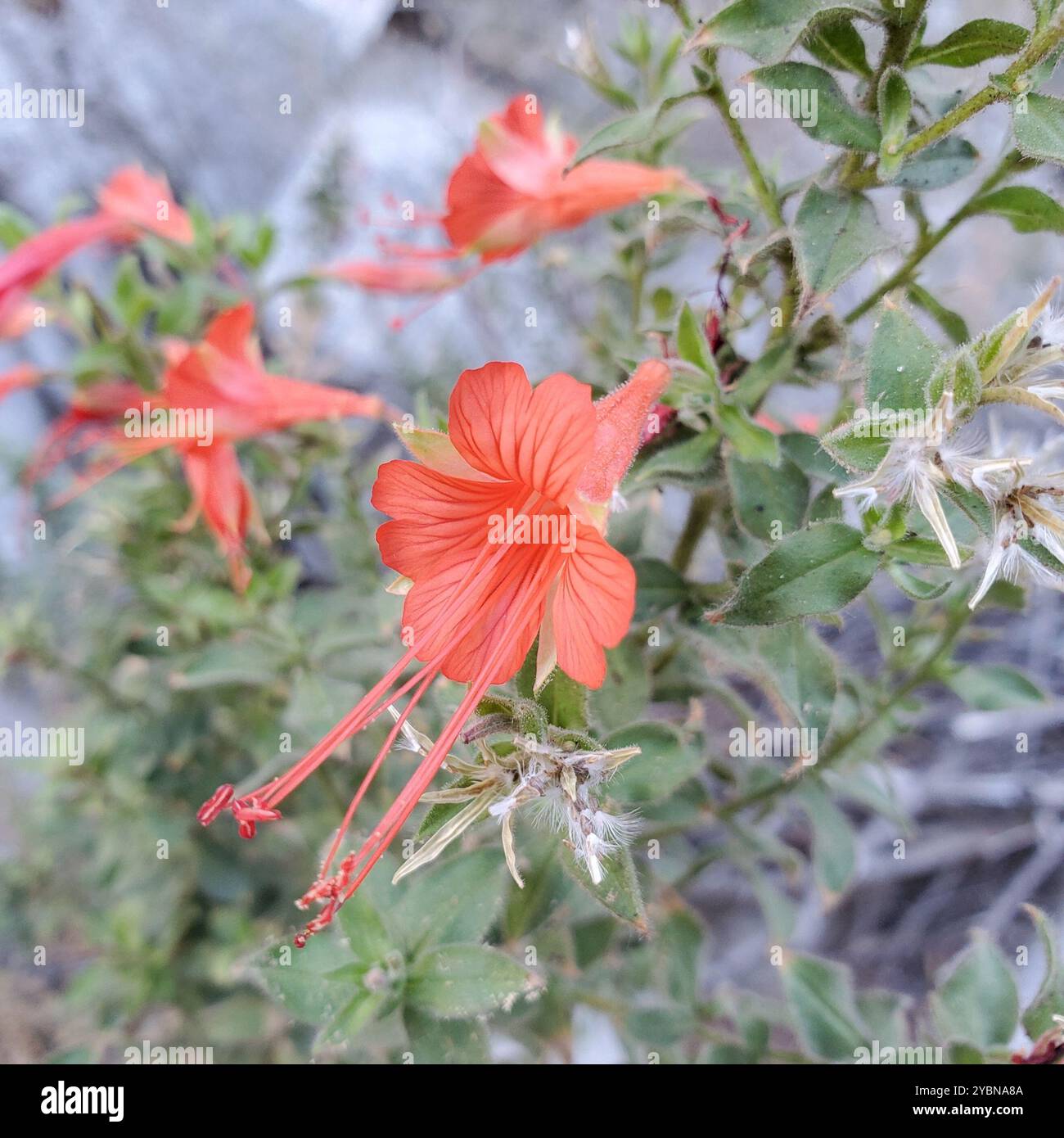 Hummingbird trumpet (Epilobium canum latifolium) Plantae Stock Photo ...