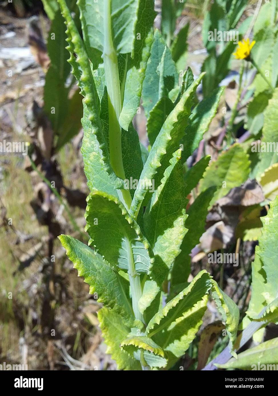 Scented Groundsel (Senecio odoratus) Plantae Stock Photo - Alamy