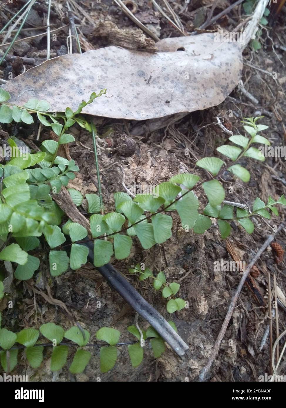 Screw Fern (Lindsaea linearis) Plantae Stock Photo - Alamy
