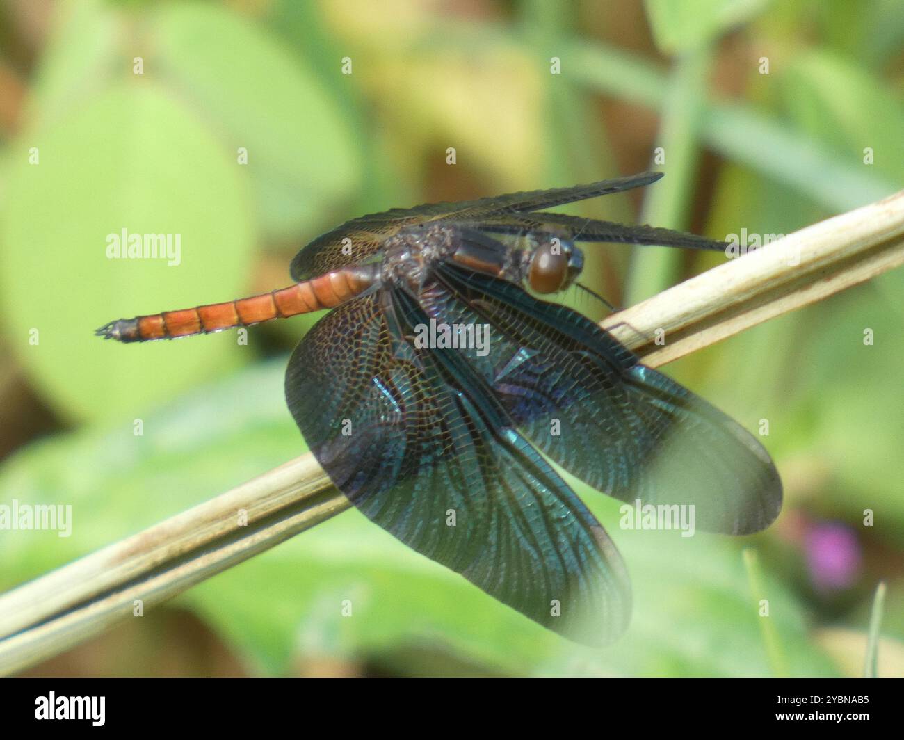Red-tailed Blackwing (Diastatops obscura) Insecta Stock Photo - Alamy