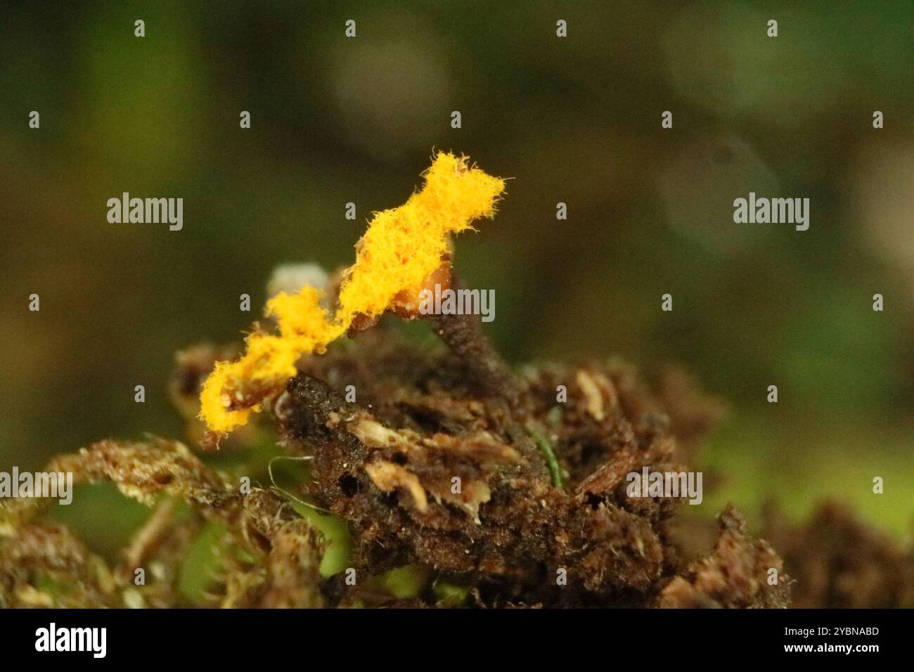 Trichia erecta hi-res stock photography and images - Alamy