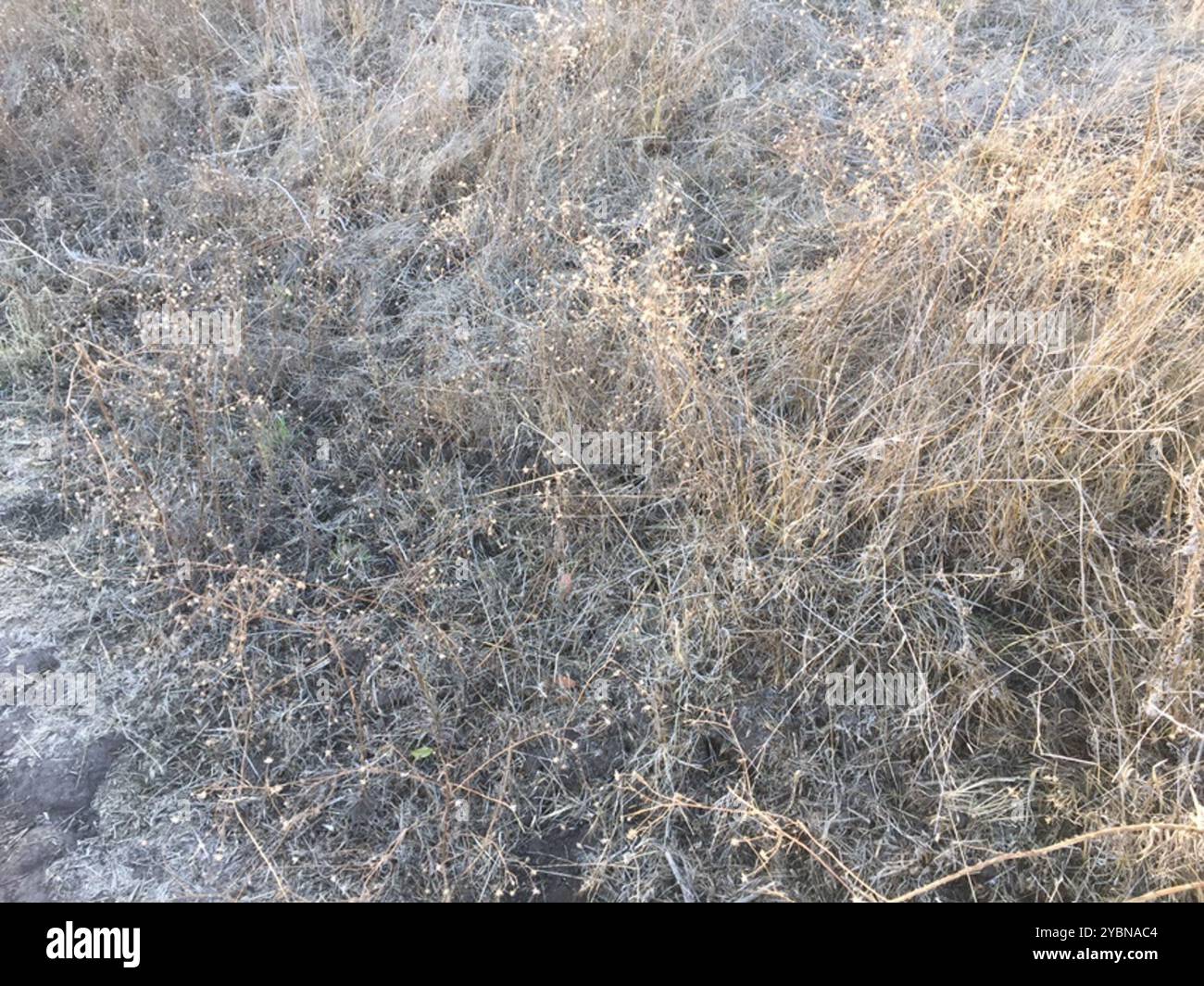 Common Madia (Madia elegans) Plantae Stock Photo - Alamy