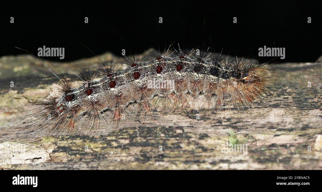 Spongy Moth (Lymantria dispar) Insecta Stock Photo - Alamy