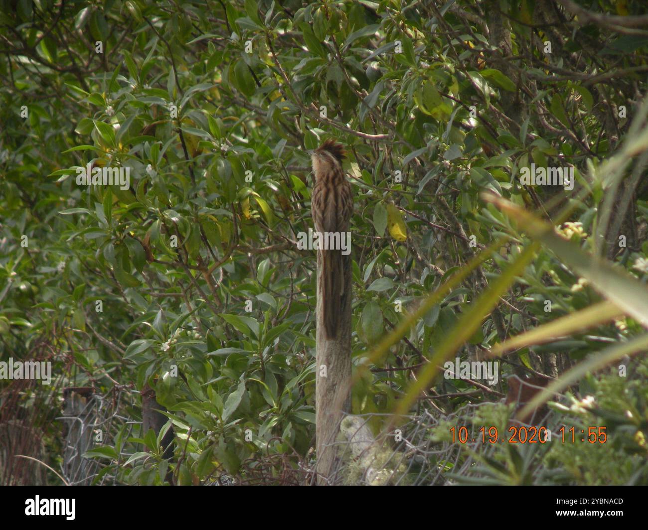 Striped Cuckoo (Tapera naevia) Aves Stock Photo - Alamy