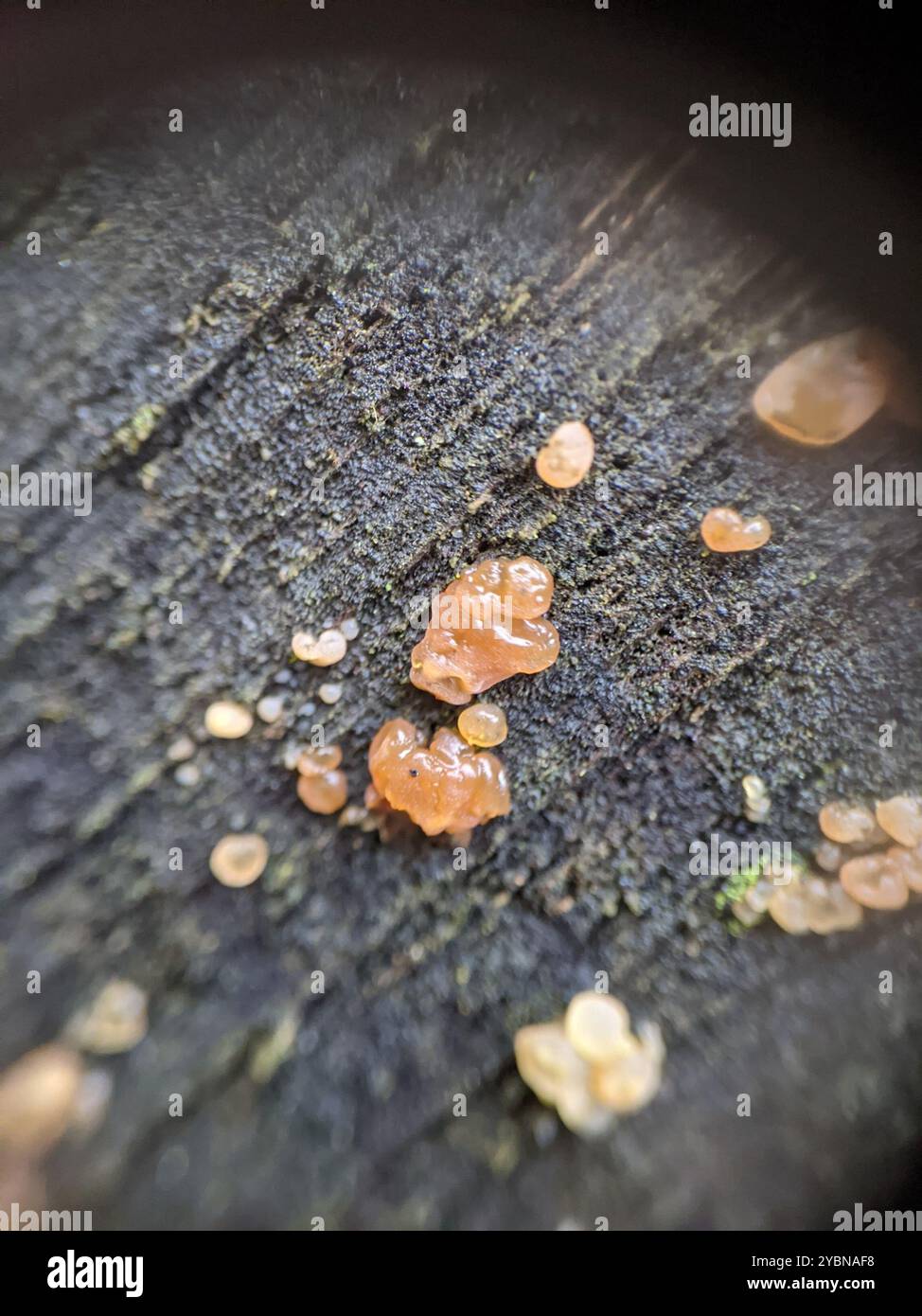 Crystal Brain Fungus (Myxarium nucleatum) Fungi Stock Photo - Alamy