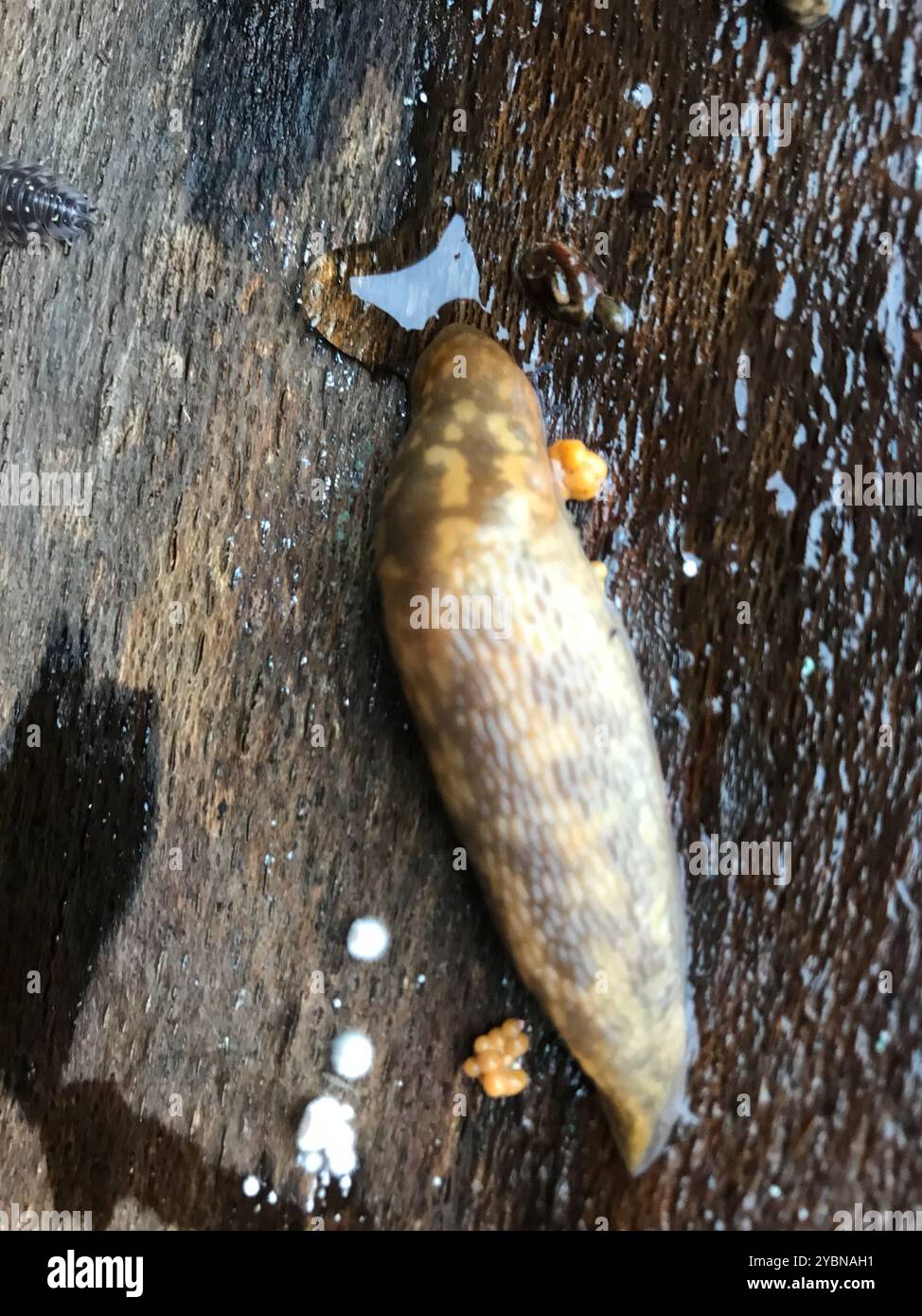 Cellar Slugs (Limacus) Mollusca Stock Photo - Alamy