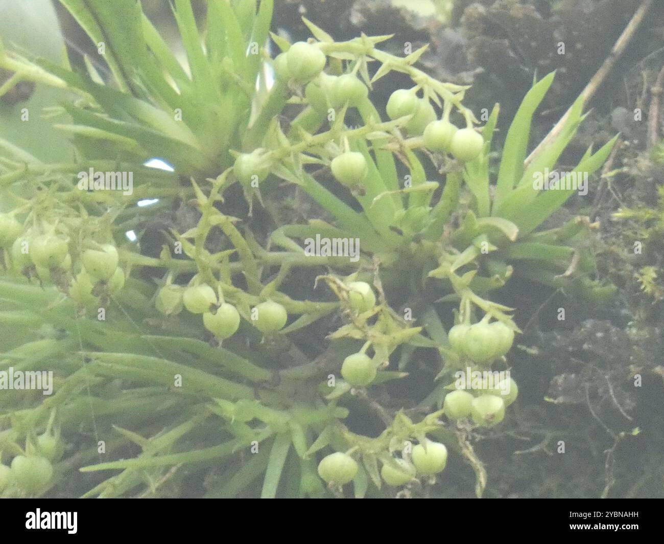 vascular plants (Tracheophyta) Plantae Stock Photo - Alamy