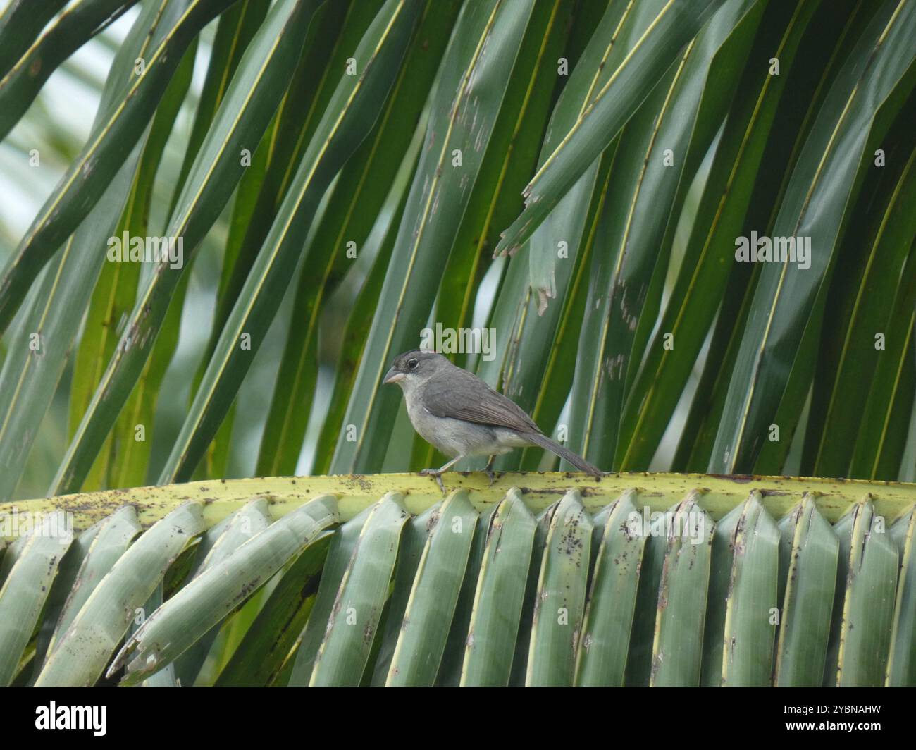 Pileated Finch (Coryphospingus pileatus) Aves Stock Photo - Alamy