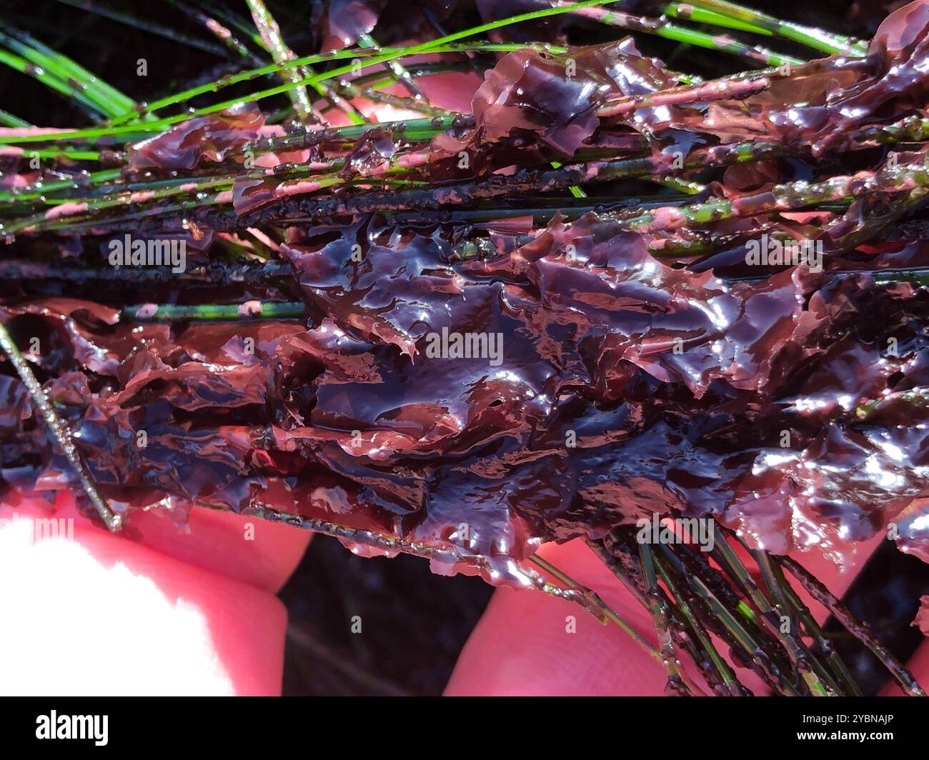 seagrass laver (Smithora naiadum) Plantae Stock Photo - Alamy