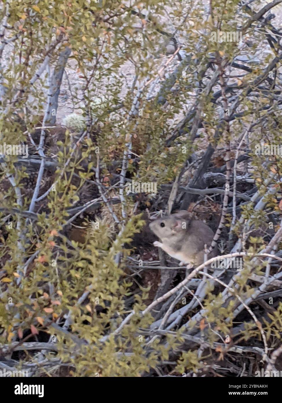 Desert Woodrat (Neotoma lepida) Mammalia Stock Photo - Alamy