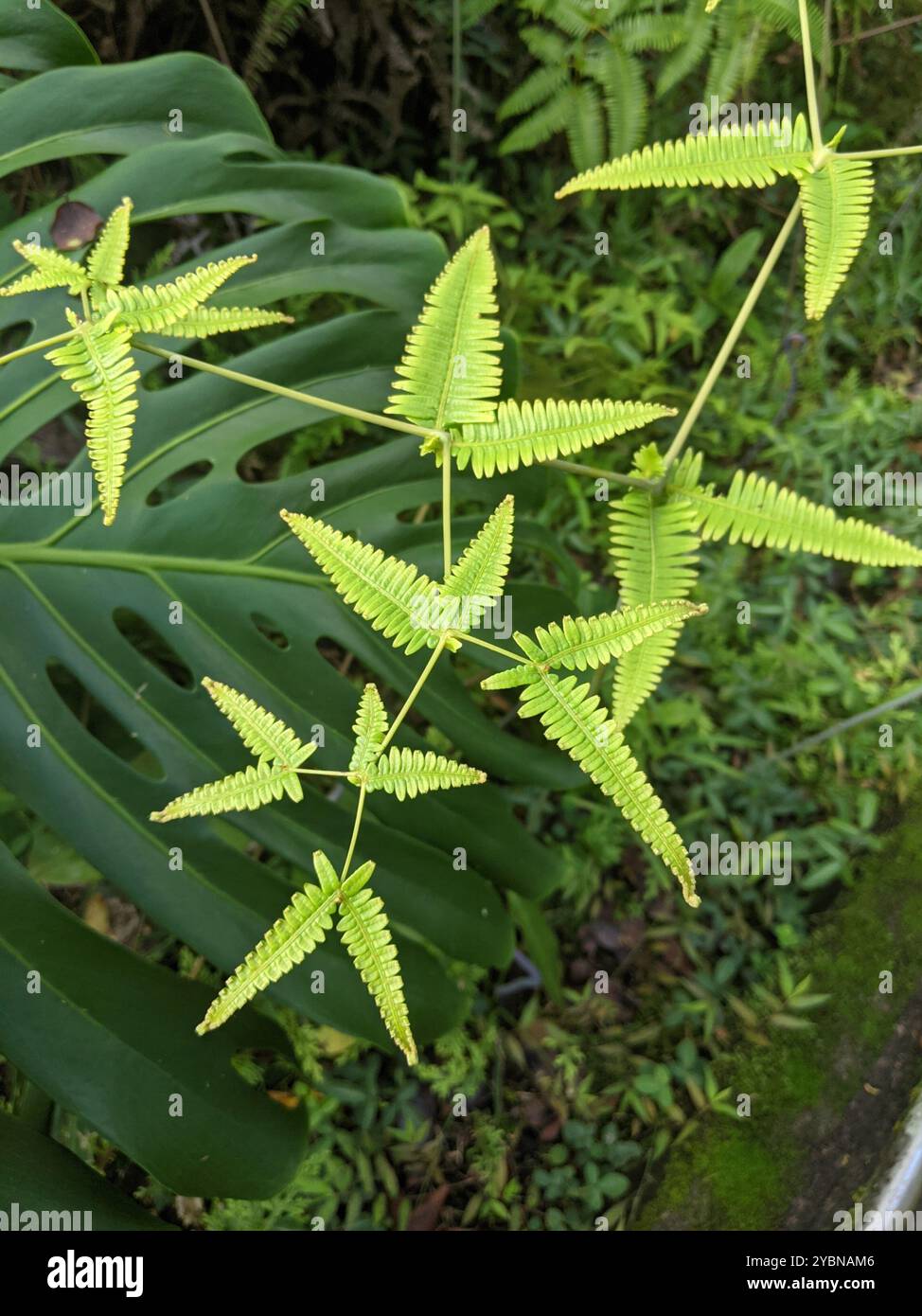 false staghorn fern (Dicranopteris linearis) Plantae Stock Photo - Alamy