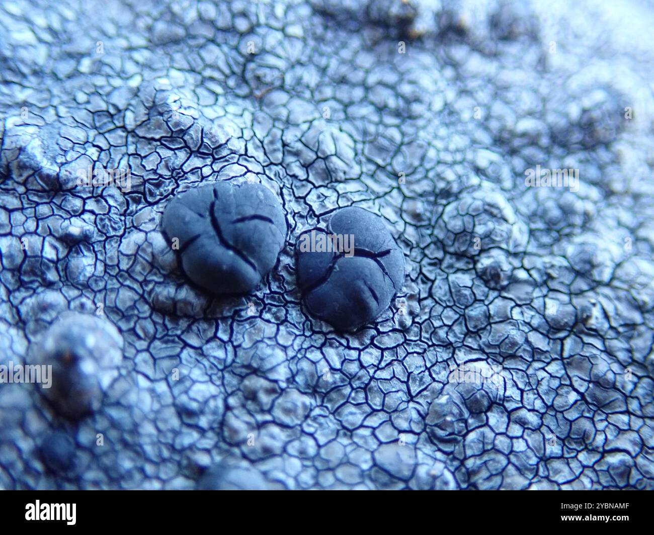 Lecidea fuscoatra hi-res stock photography and images - Alamy
