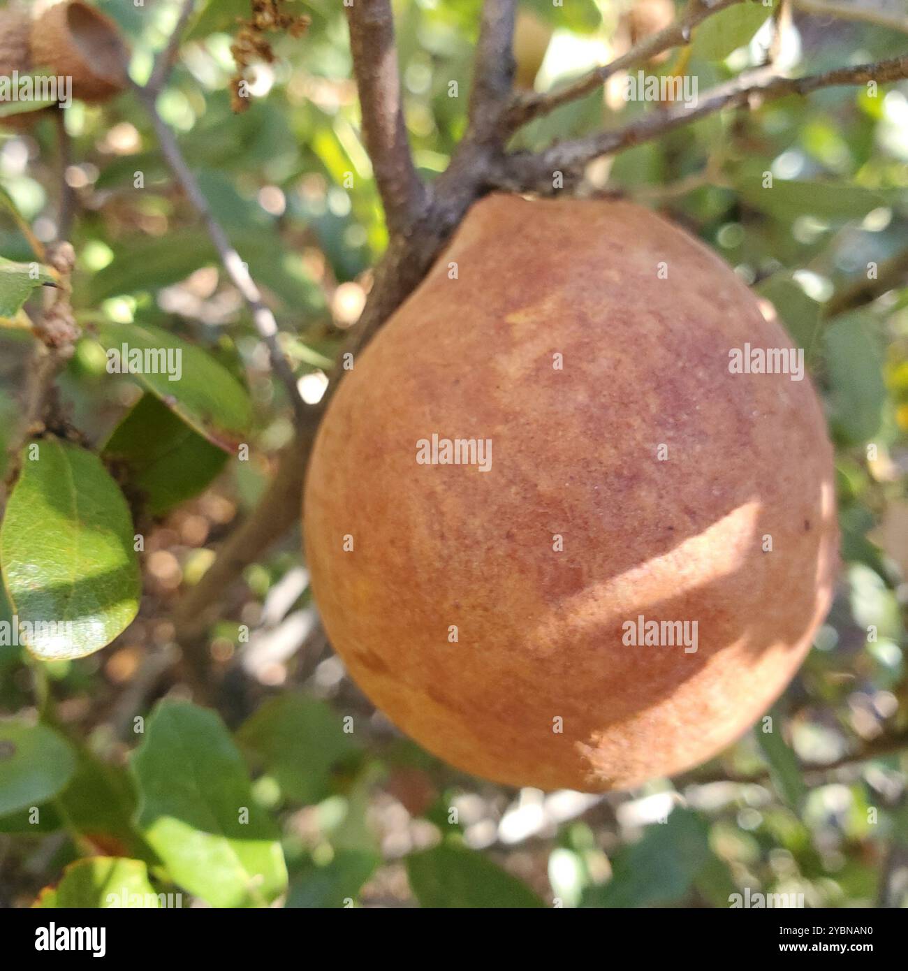 California Gall Wasp (Andricus quercuscalifornicus) Insecta Stock Photo ...