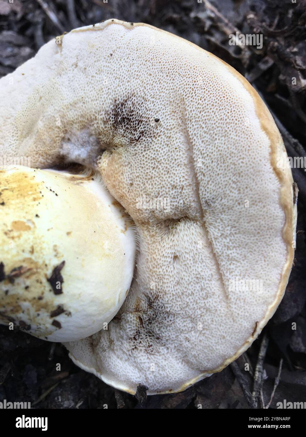 boletes (Boletaceae) Fungi Stock Photo - Alamy