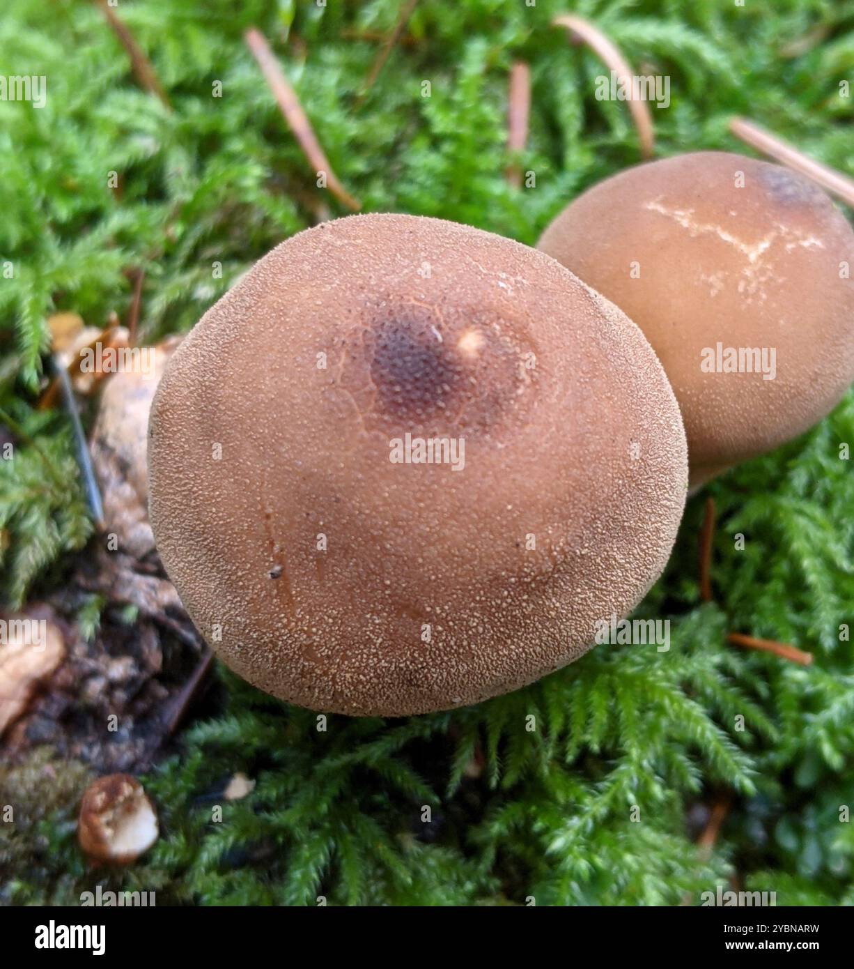 Pear-shaped Puffball (Apioperdon pyriforme) Fungi Stock Photo - Alamy