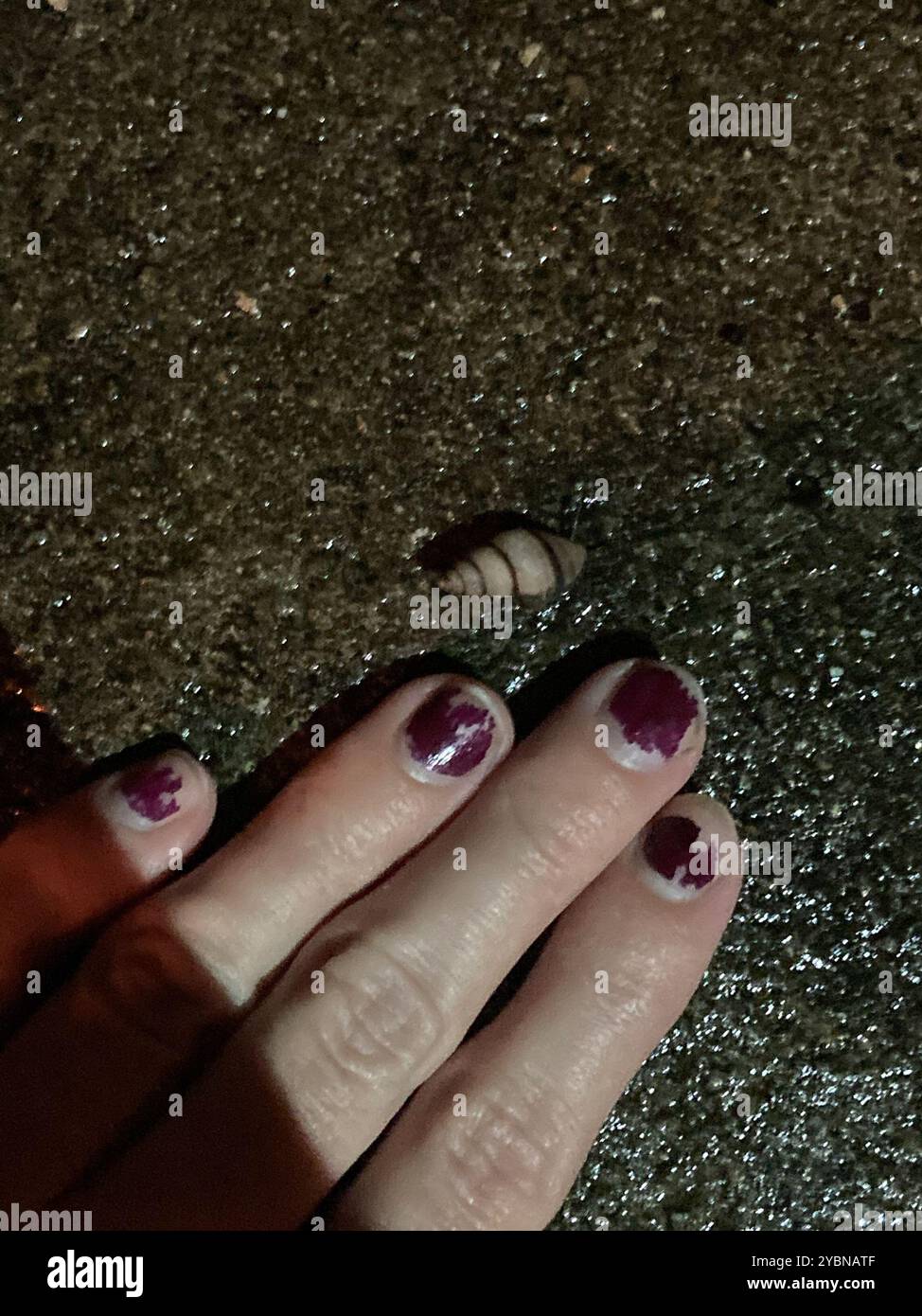 West Indian Bulimulus (Bulimulus guadalupensis) Mollusca Stock Photo ...