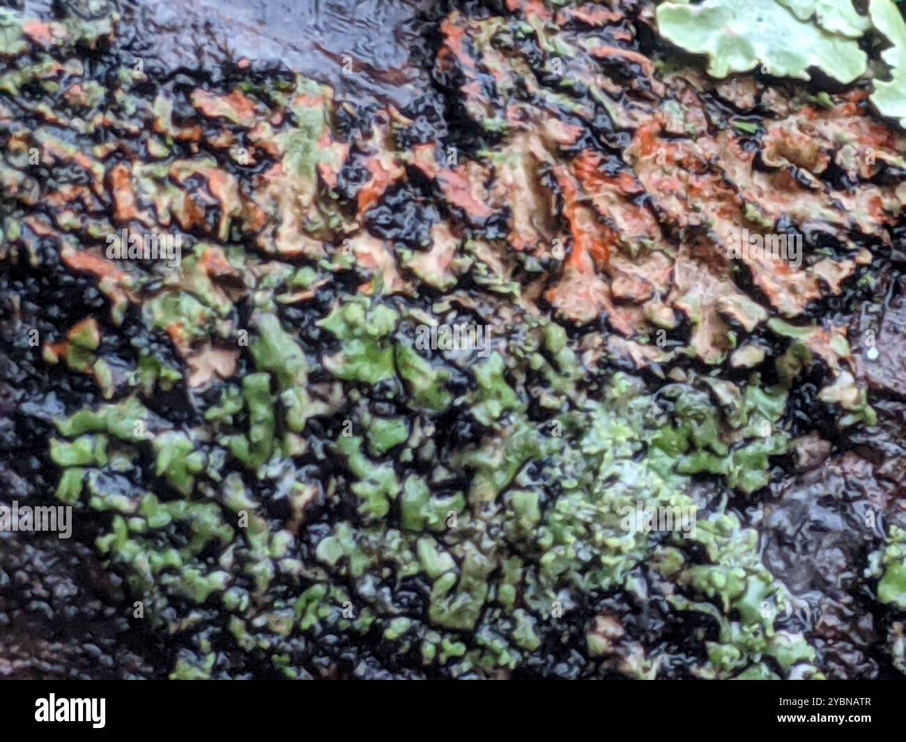 Orange-cored Shadow Lichen (Phaeophyscia rubropulchra) Fungi Stock Photo - Alamy