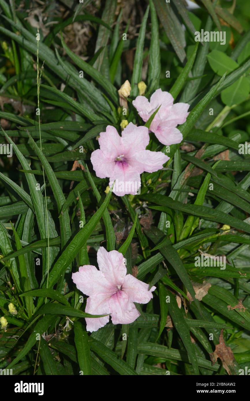 Mexican ruellia (Ruellia simplex) Plantae Stock Photo - Alamy