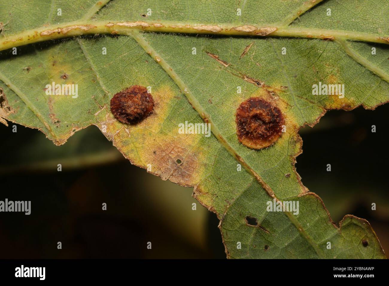 Common Spangle Gall Wasp (Neuroterus quercusbaccarum) Insecta Stock ...