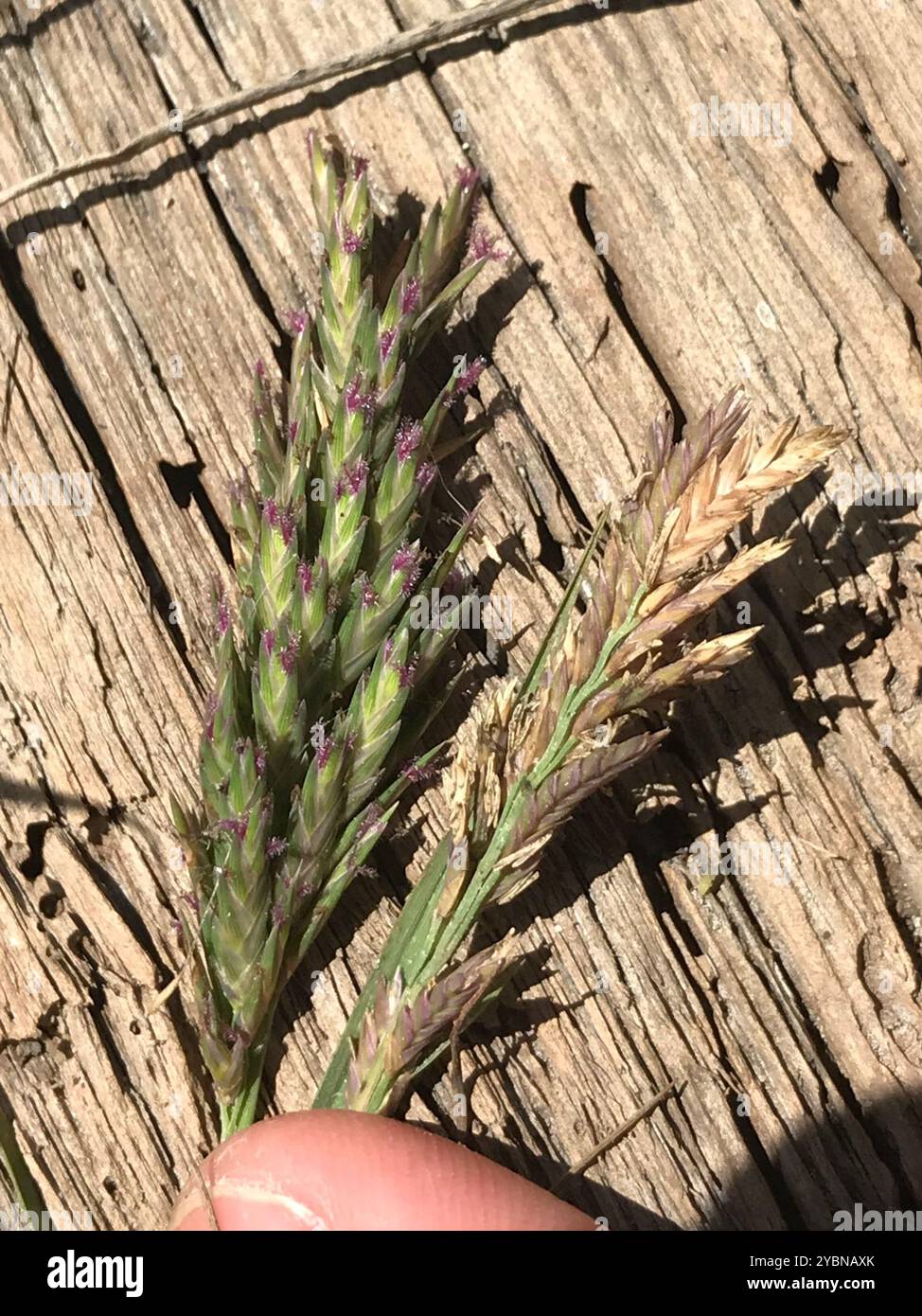 Saltgrass (Distichlis spicata) Plantae Stock Photo - Alamy