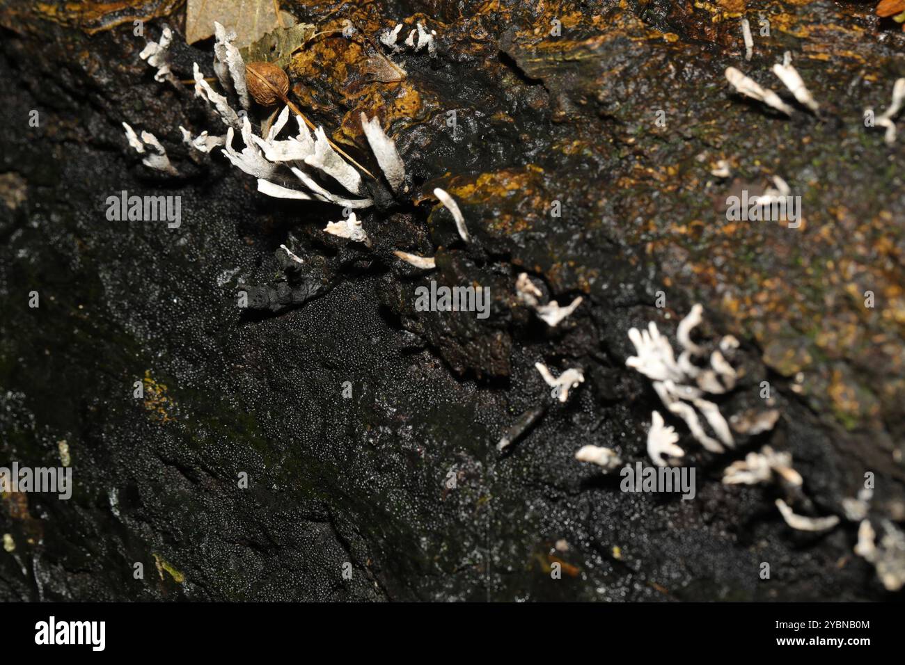 Candlesnuff Fungus (Xylaria hypoxylon) Fungi Stock Photo - Alamy