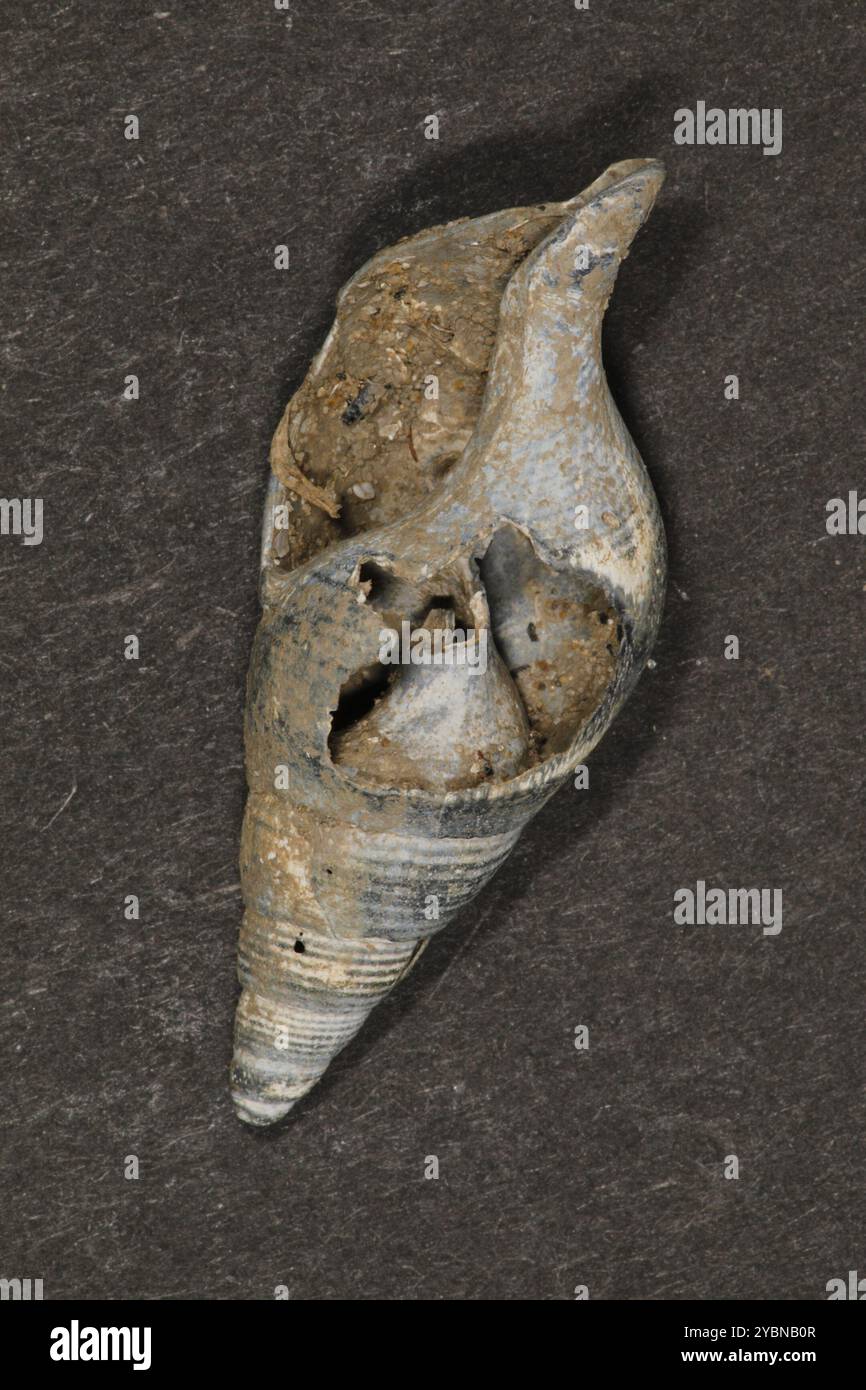 Common Spindle (Colus gracilis) Mollusca Stock Photo - Alamy