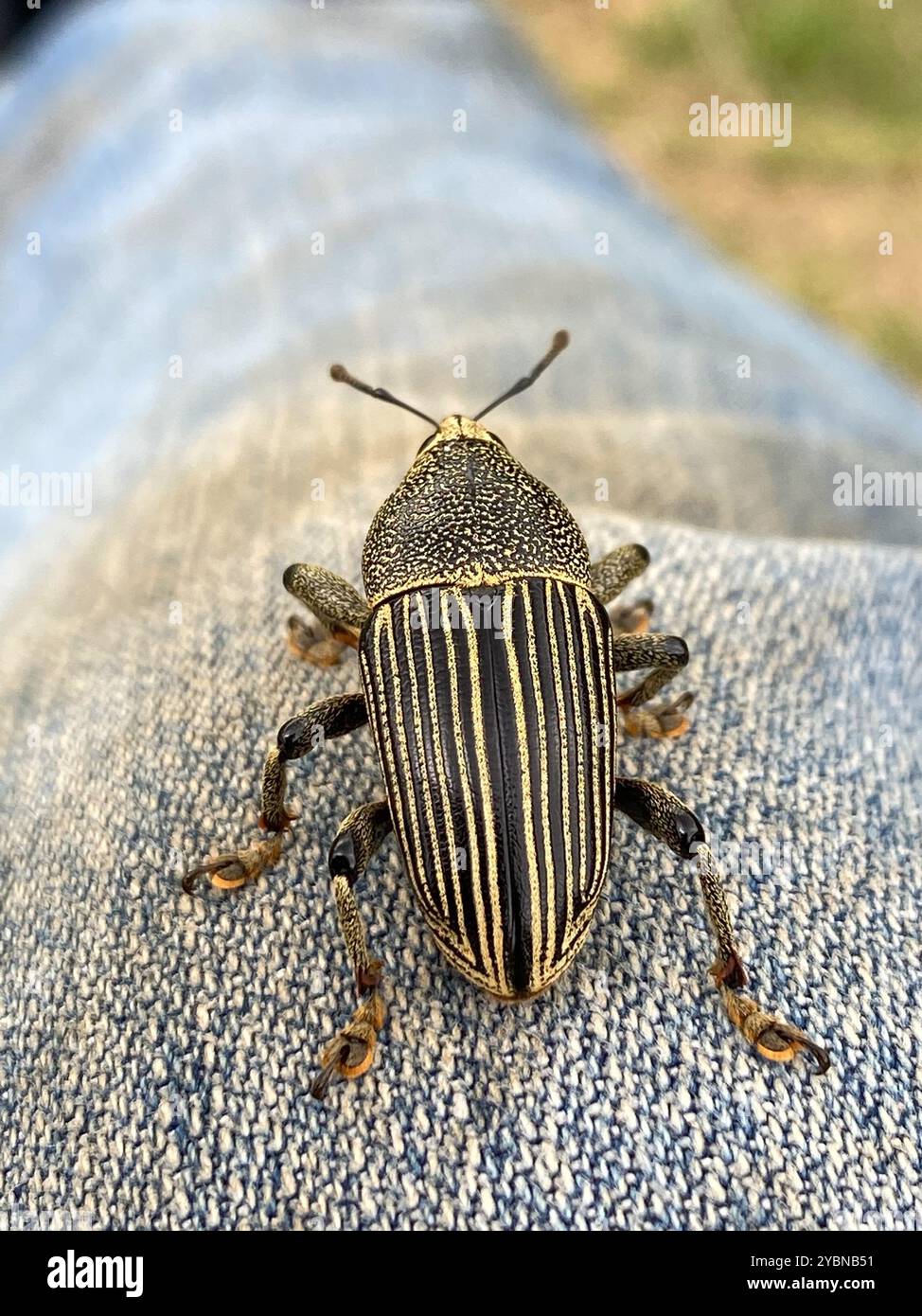(Cholus parallelogrammus) Insecta Stock Photo - Alamy