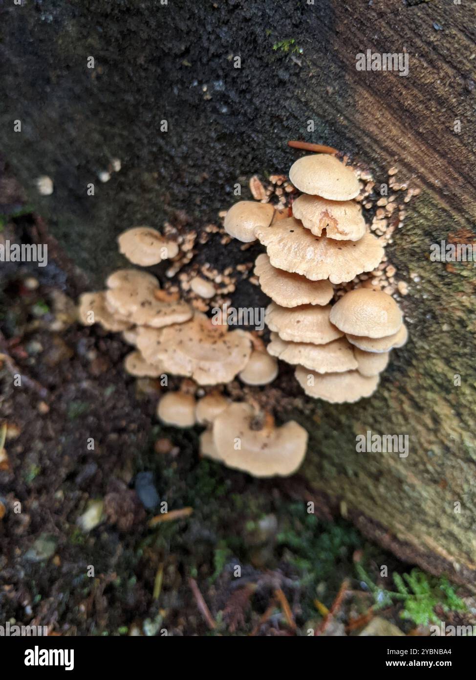 Luminescent Panellus (Panellus stipticus) Fungi Stock Photo - Alamy
